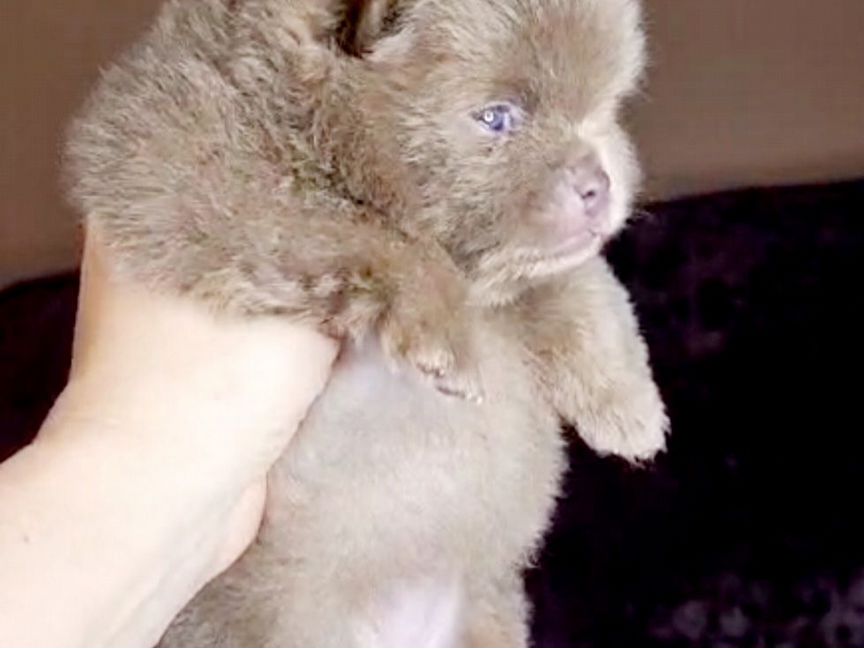 Лиловые и шоколадные мишки