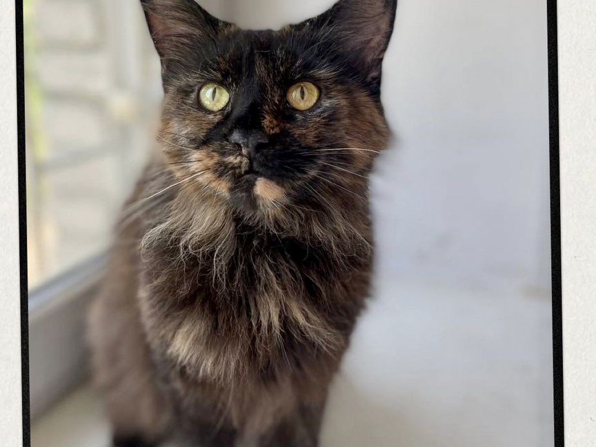 Кошечка Герда очень ждет встречи с вами