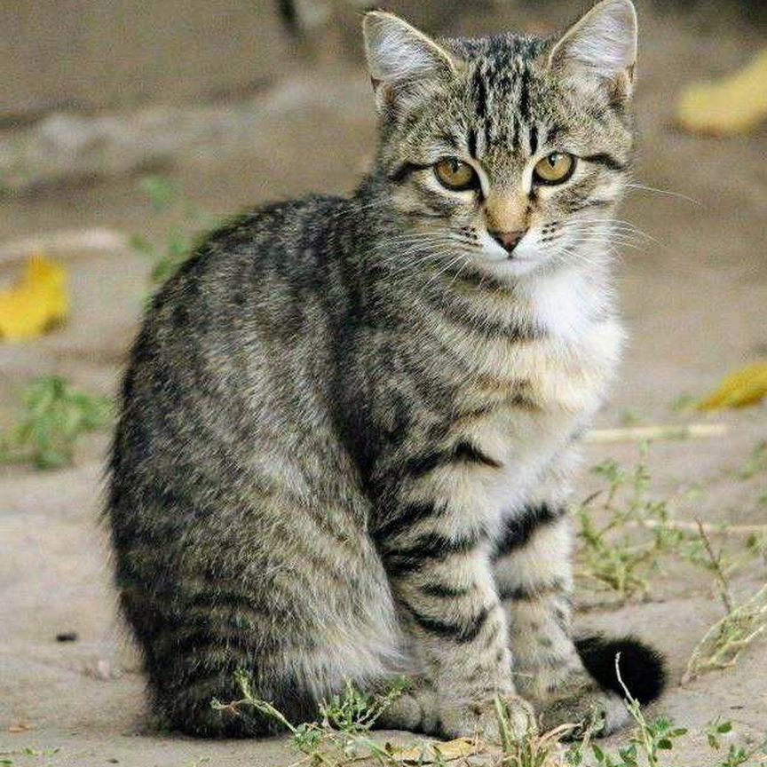 Кошки в добрые руки