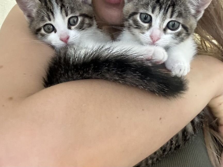 Добрые близняшки котята ищут семью