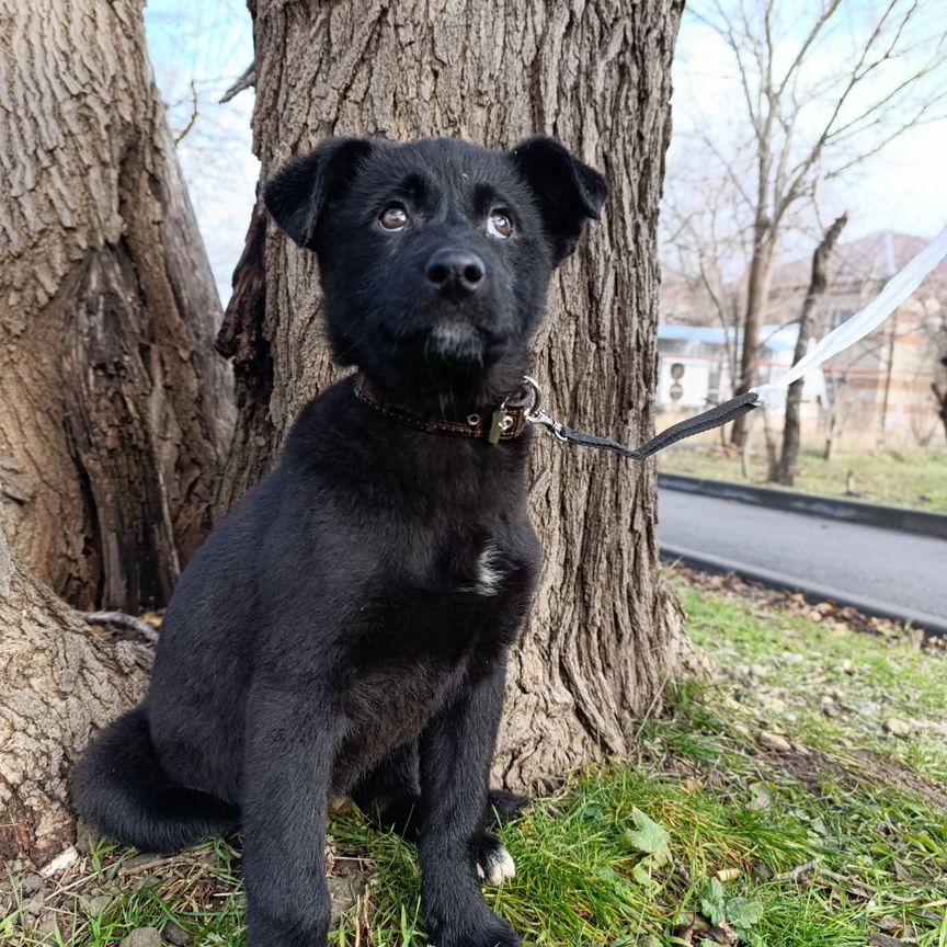 Щенок в добрые руки