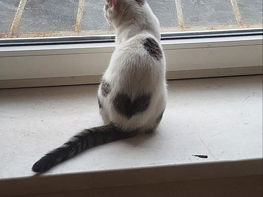 Кошки в добрые руки бесплатно