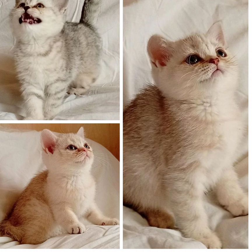 Шотландский прямоухий короткошёрстный котёнок