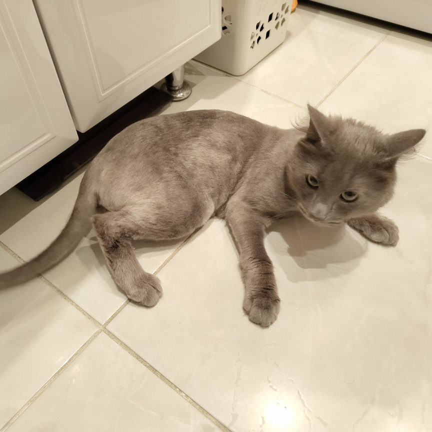 Кот