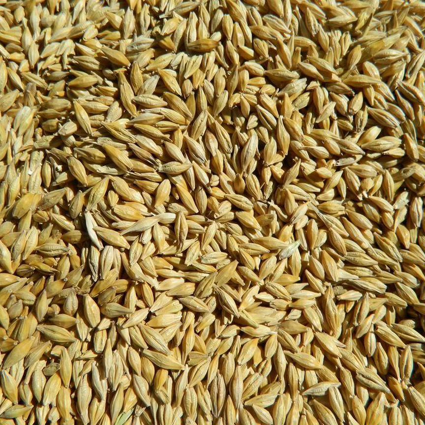 Зерно ячмень