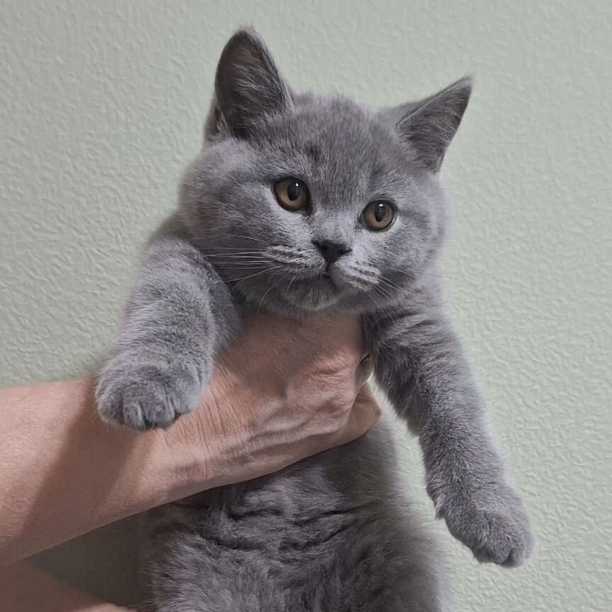 Британские котята