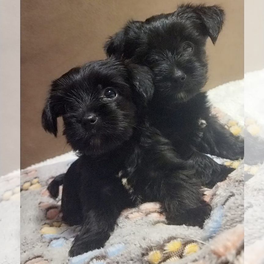 Йоркширский терьер щенки