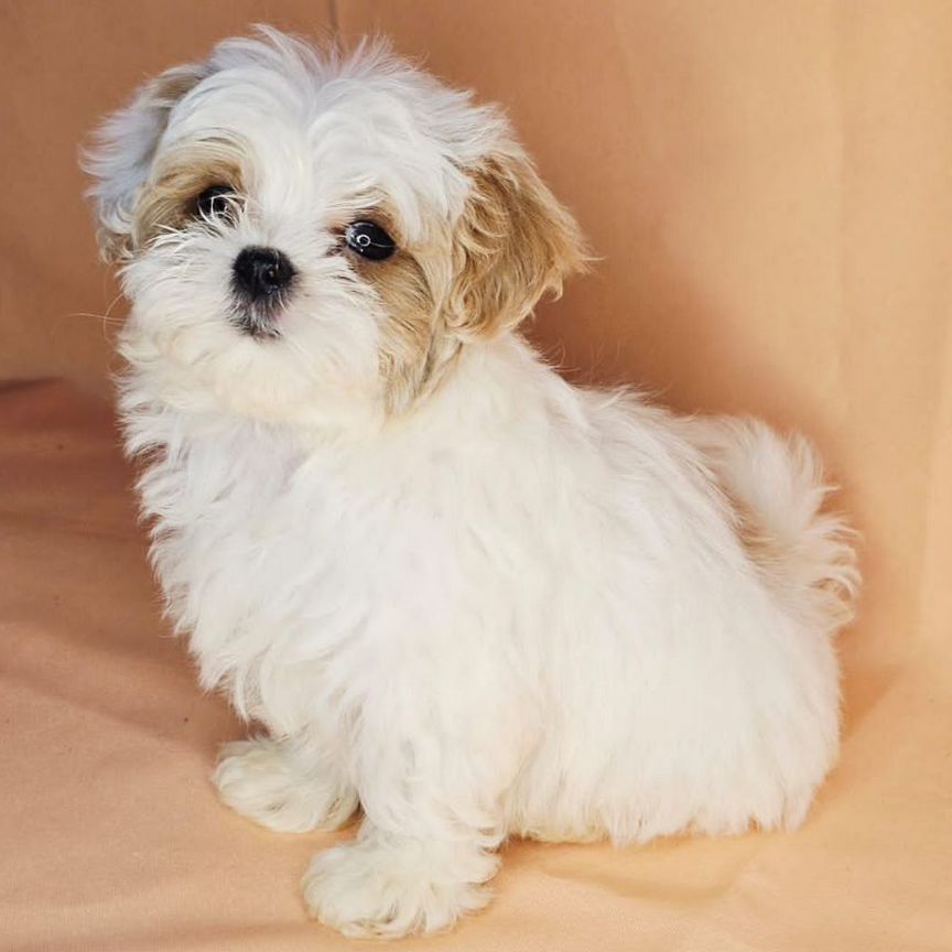 Мальтипу, щенок