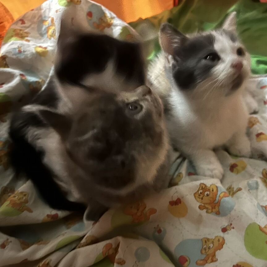 Британский короткошёрстный котёнок