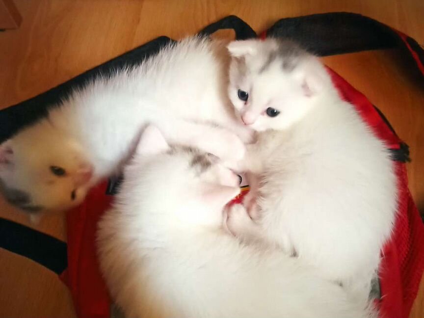 Котята белые в добрые руки бесплатно
