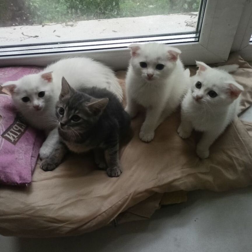 Котята в добрые руки