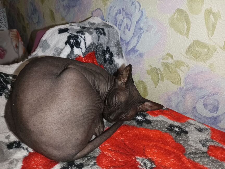 Кошка сфинкс