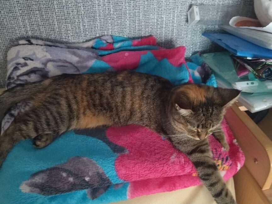 Кошки в добрые руки бесплатно