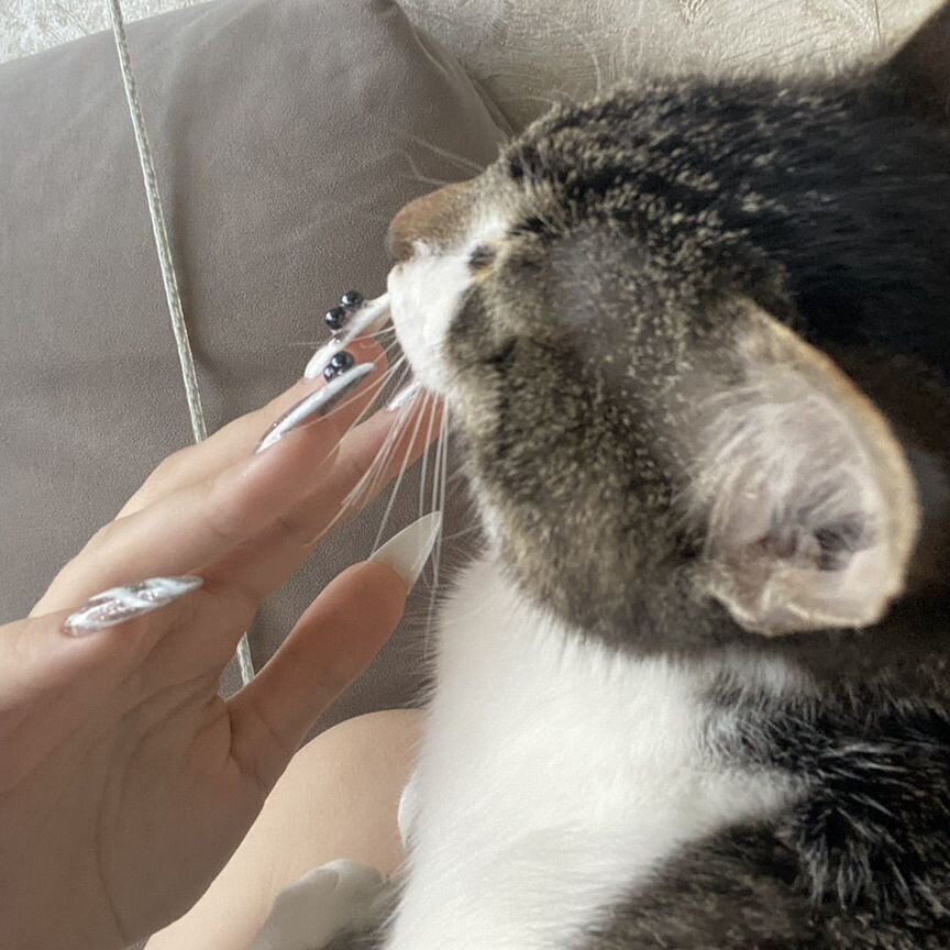 Котенок в добрые руки