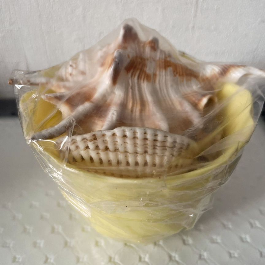 Морские ракушки