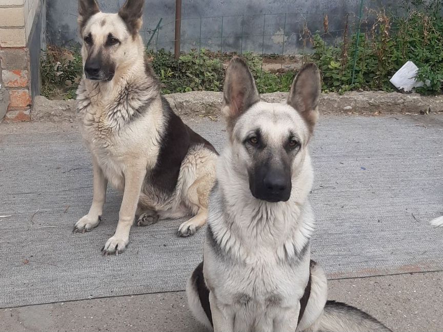 Восточноевропейская овчарка Щенки