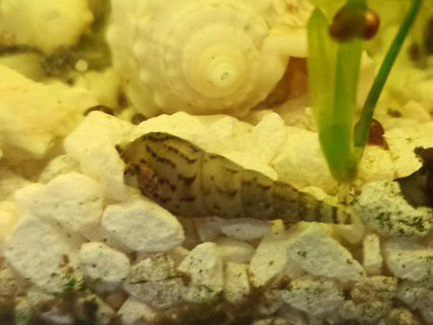 Улитки мелании