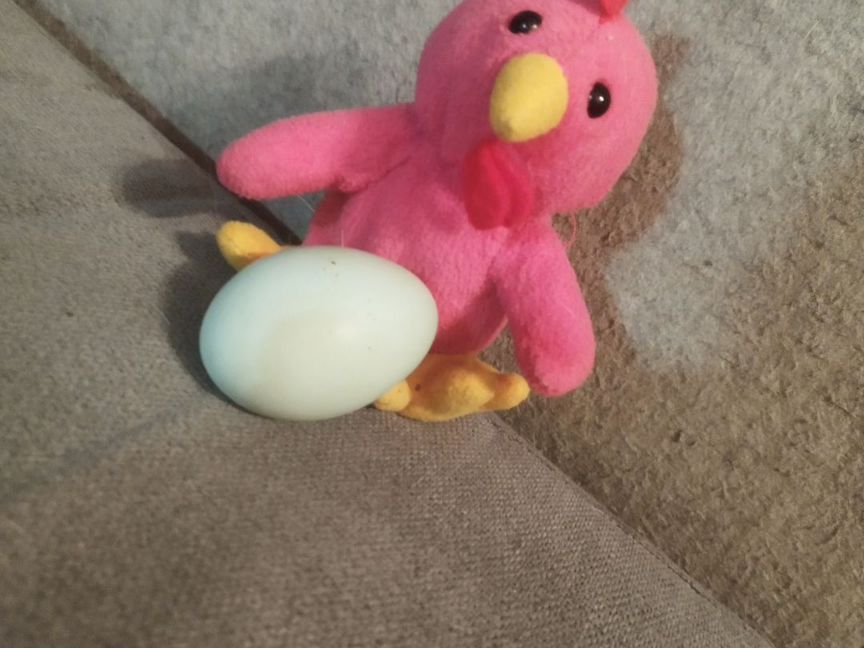 Курица несушка