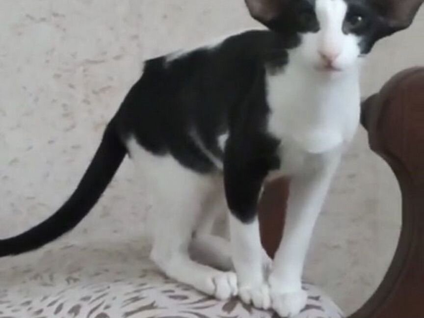 Ориентальные котята