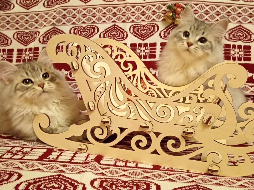 Котята Сибирской породы