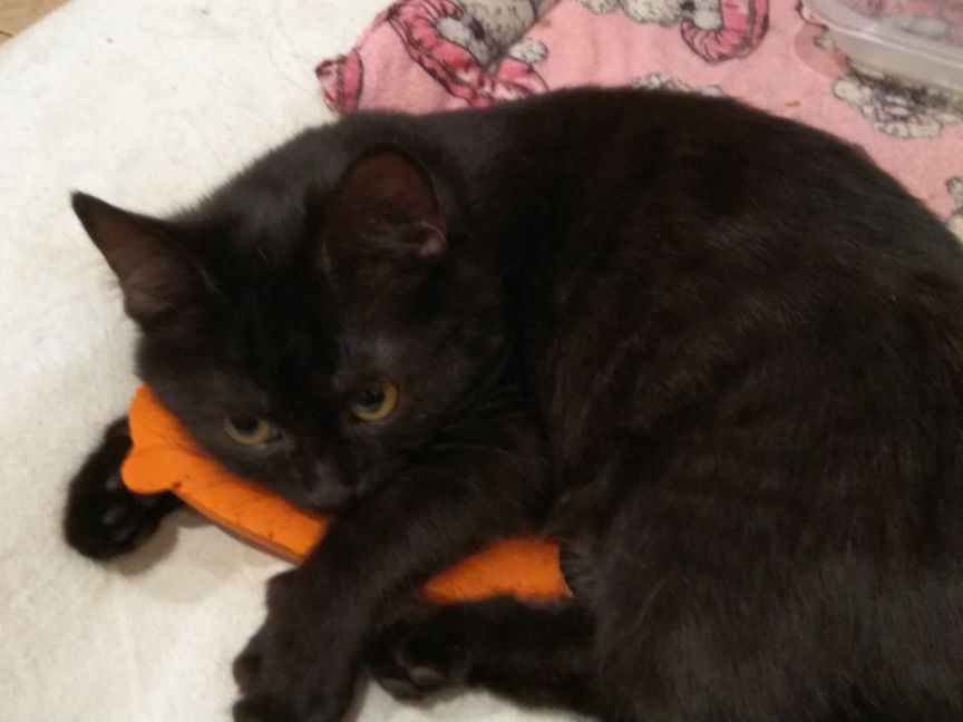 Котята 3 месяца