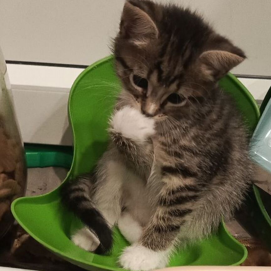 Японский бобтейл короткошёрстный котёнок