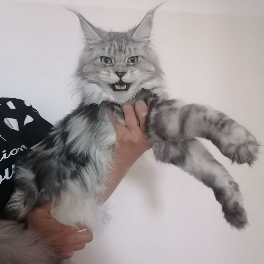 Кошечки шикарные