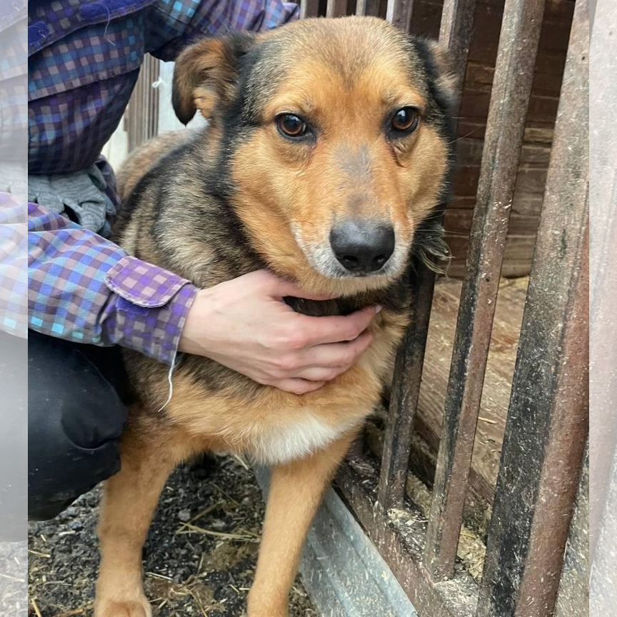 Собака из приюта Некрасовка