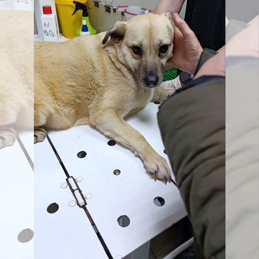 Больной собаке нужен дом и лечение