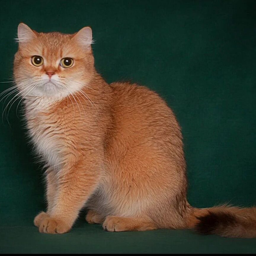 Британский короткошёрстный котёнок