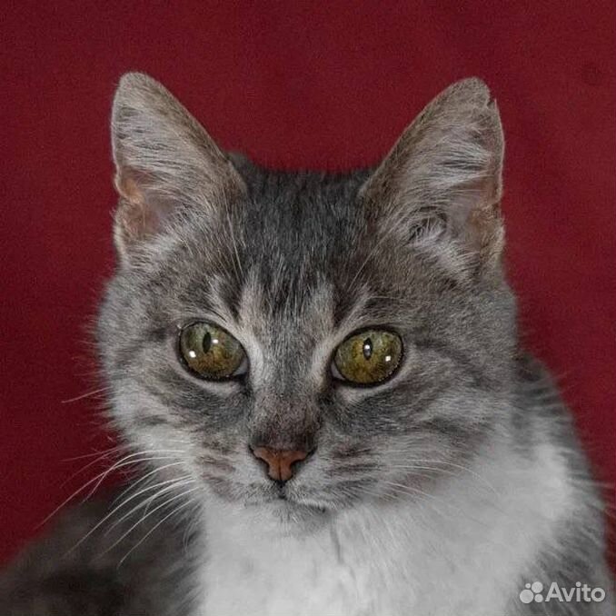 Прекрасная кошка Селена