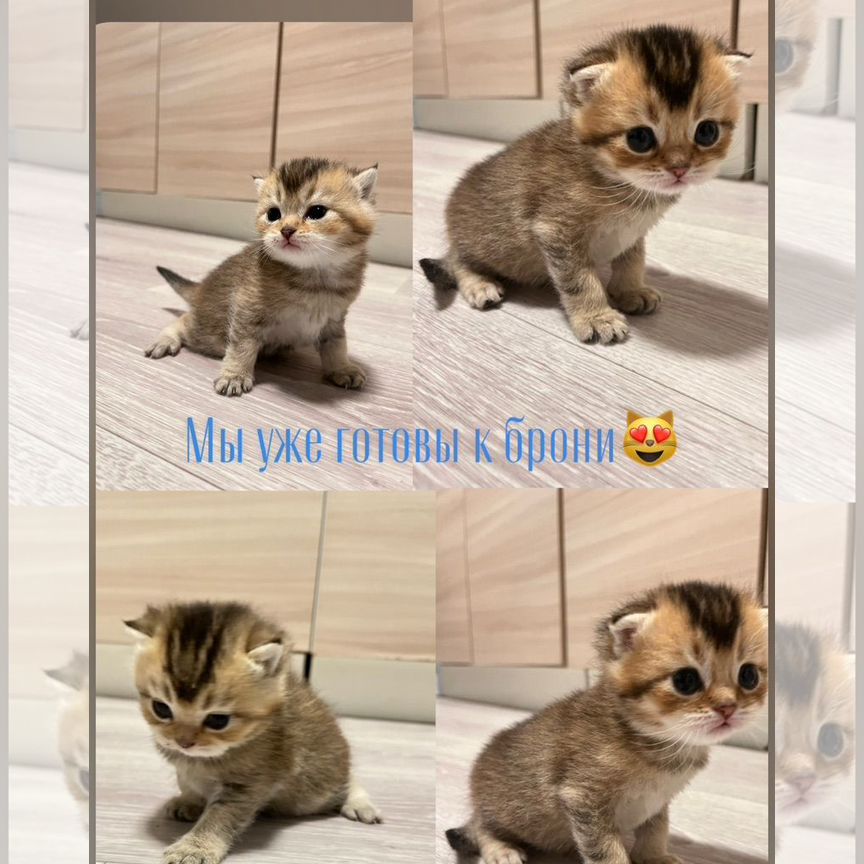 Шотландские котята