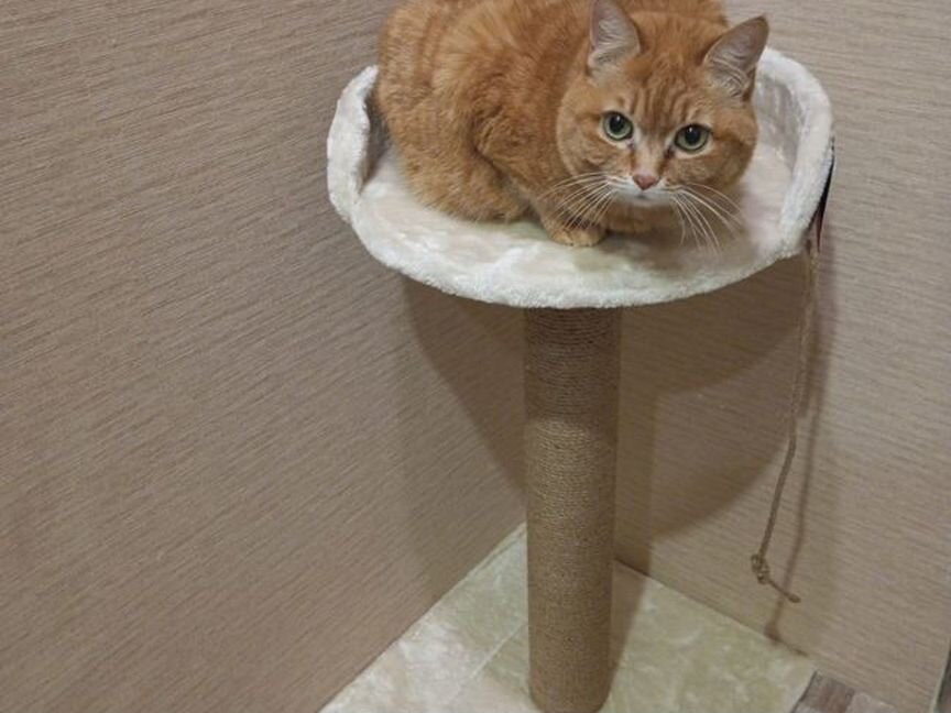 Нужен хозяин рыжей красивой кошке