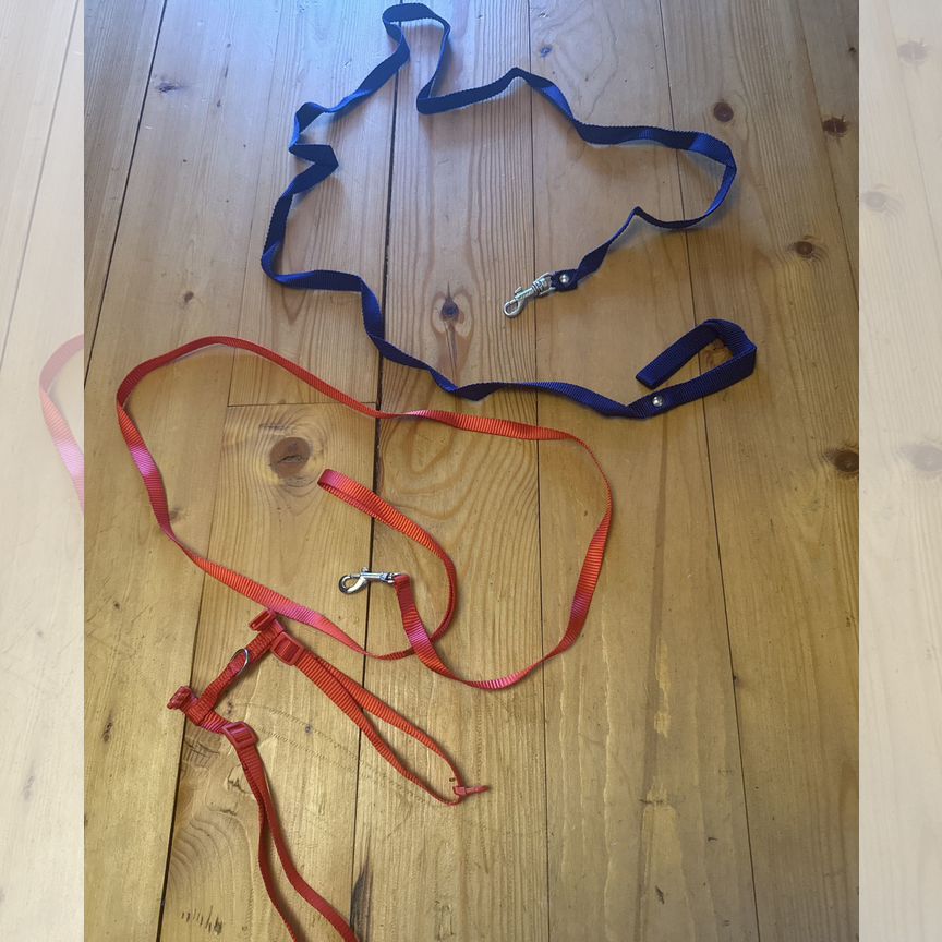 Шлейка для кота и поводок