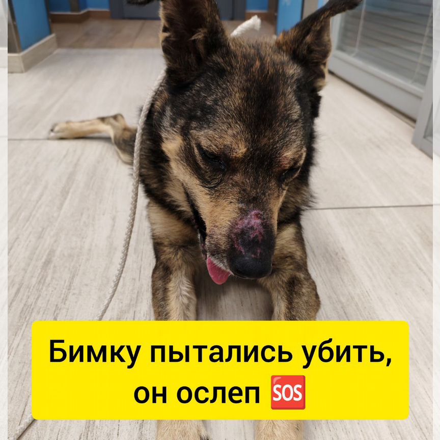 Взрослый пёс в добрые руки