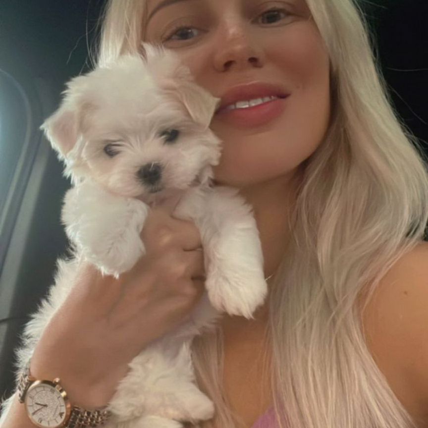 Мальтезе. Болонка. Мальтийская болонка