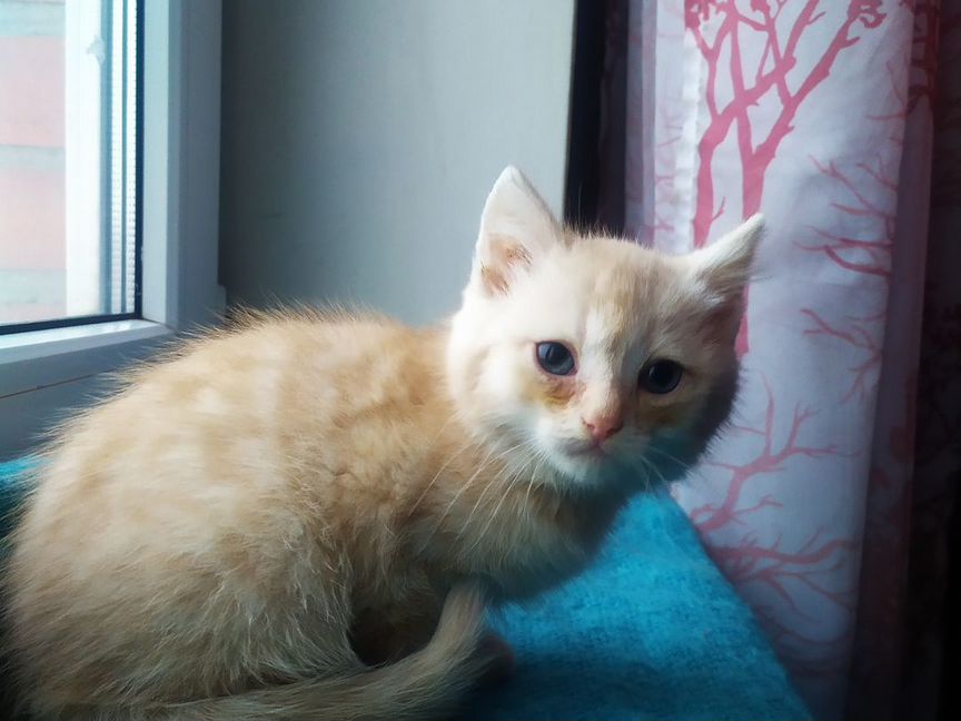Котята