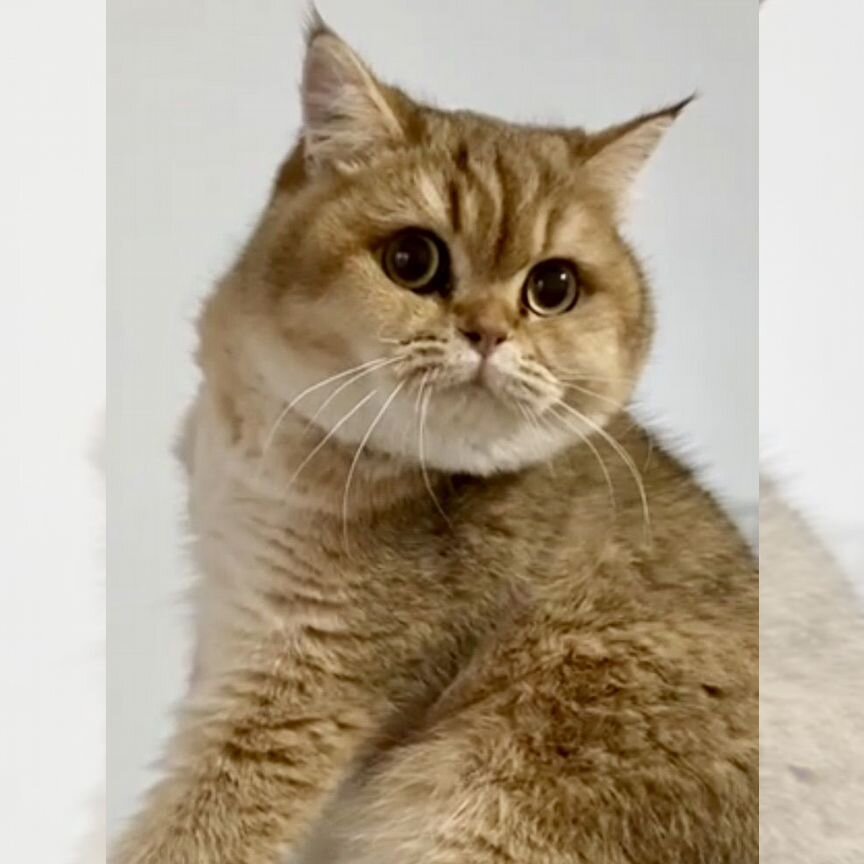 Британский короткошёрстный котёнок