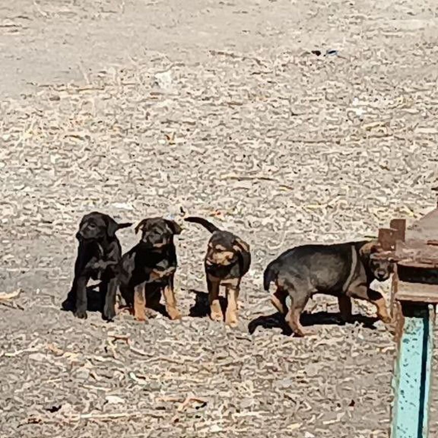 Щенки в добрые руки(вырастут до 5 кг)