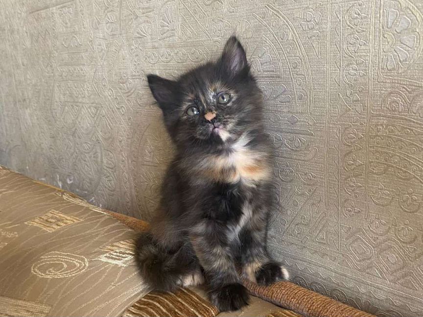 Котята :Турецкая ангора+Курильский бобтейл