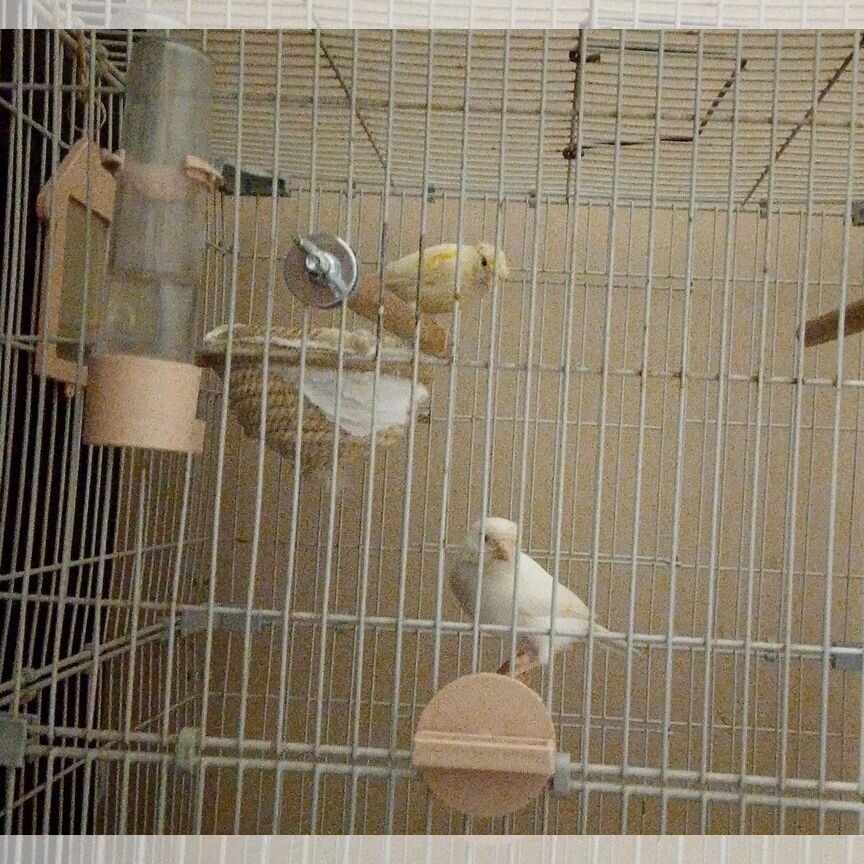 Канарейки (девочка и мальчик)