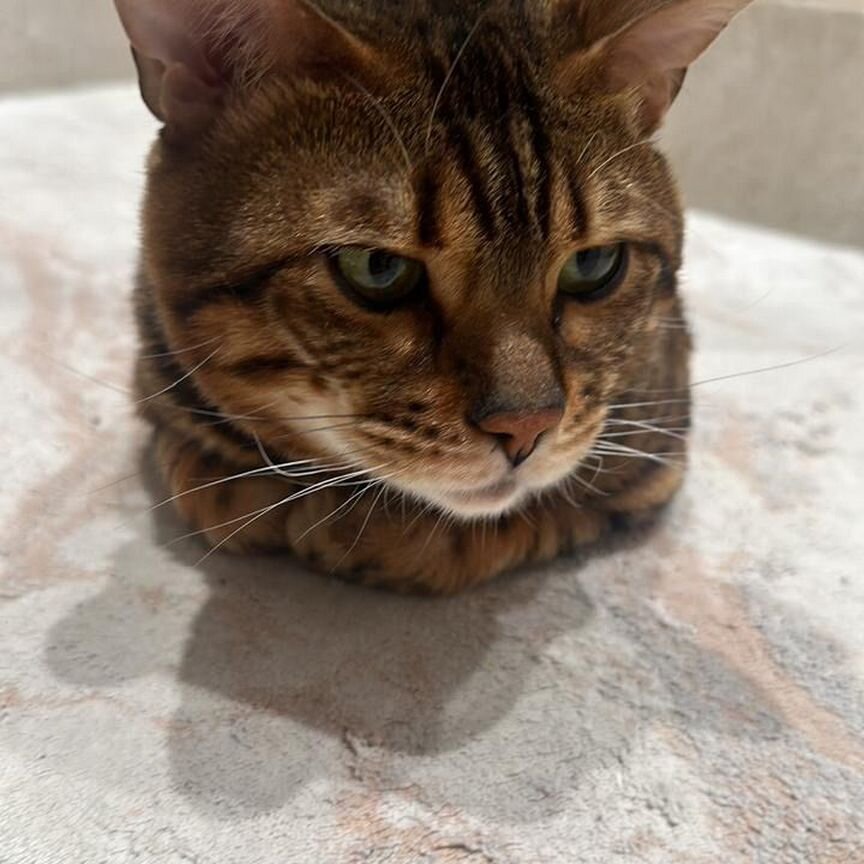 Продам бенгальского кота с родословной