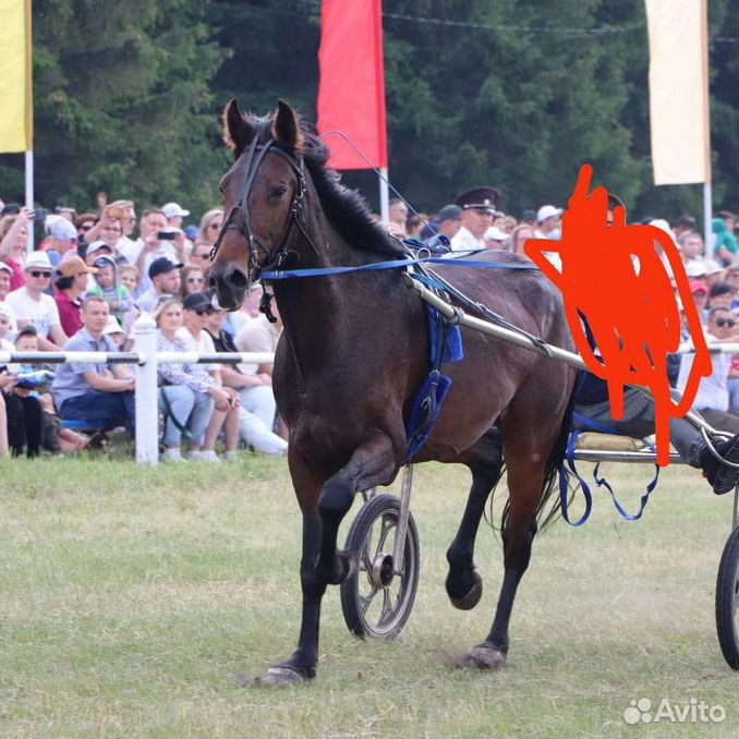 Лошадь русский рысак