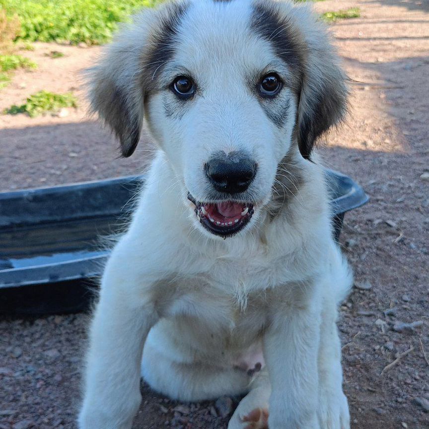 Щенок в добрые руки