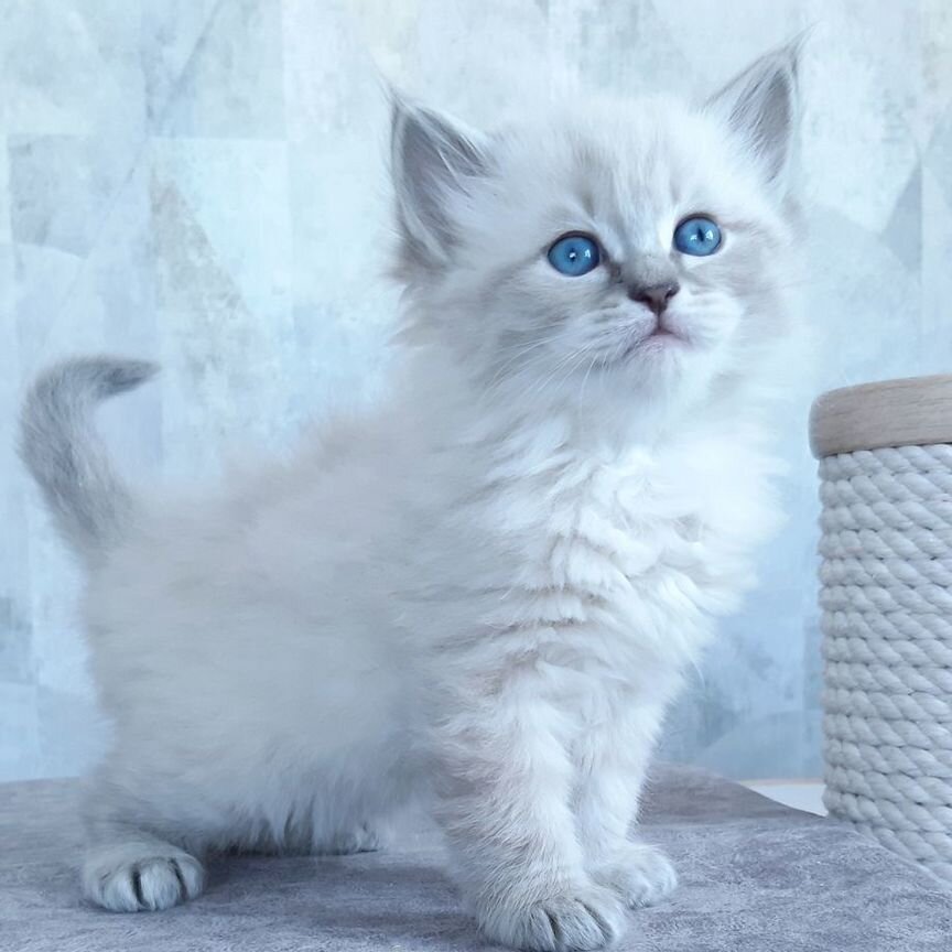 Чудесные котятки