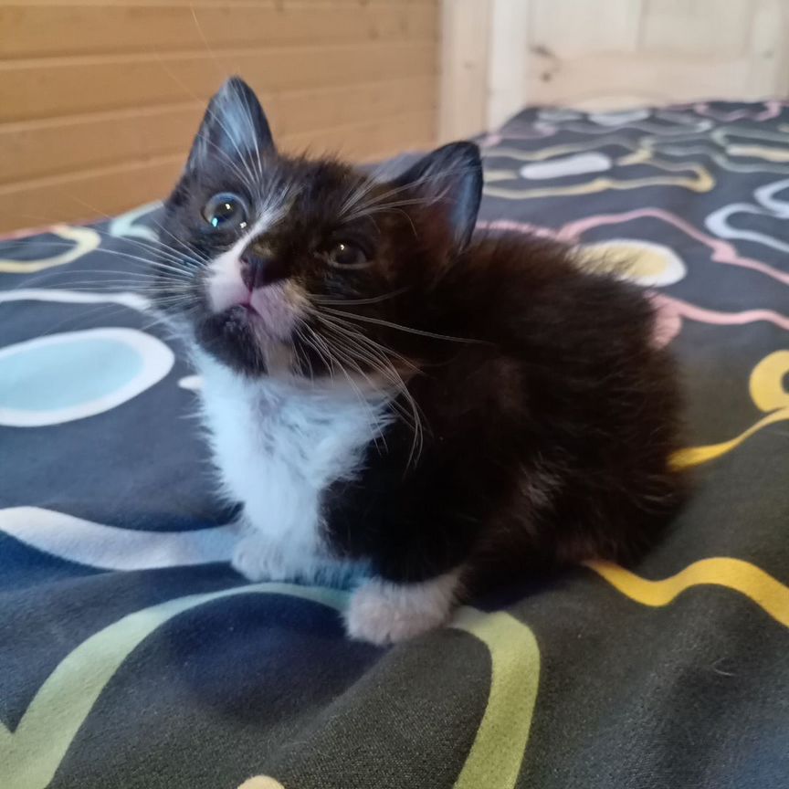 Котята в добрые руки бесплатно