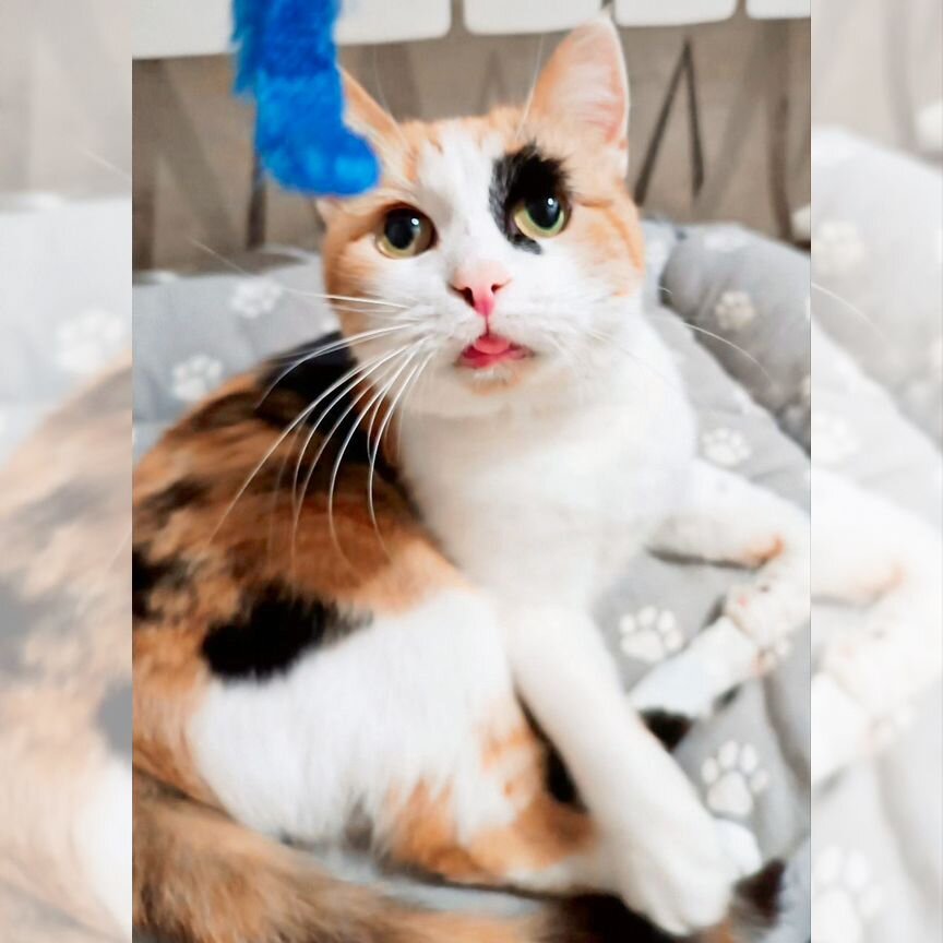 Корица милая кошечка