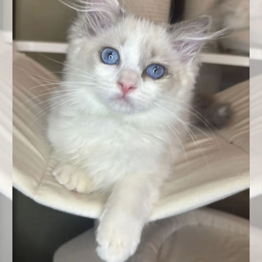 Рэгдолл котёнок