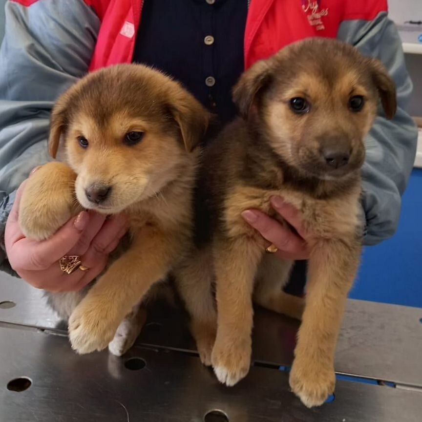 Бездомные щенки ищут дом