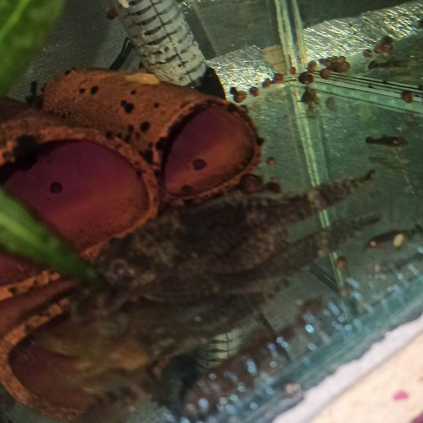 Анциструс самка, растения